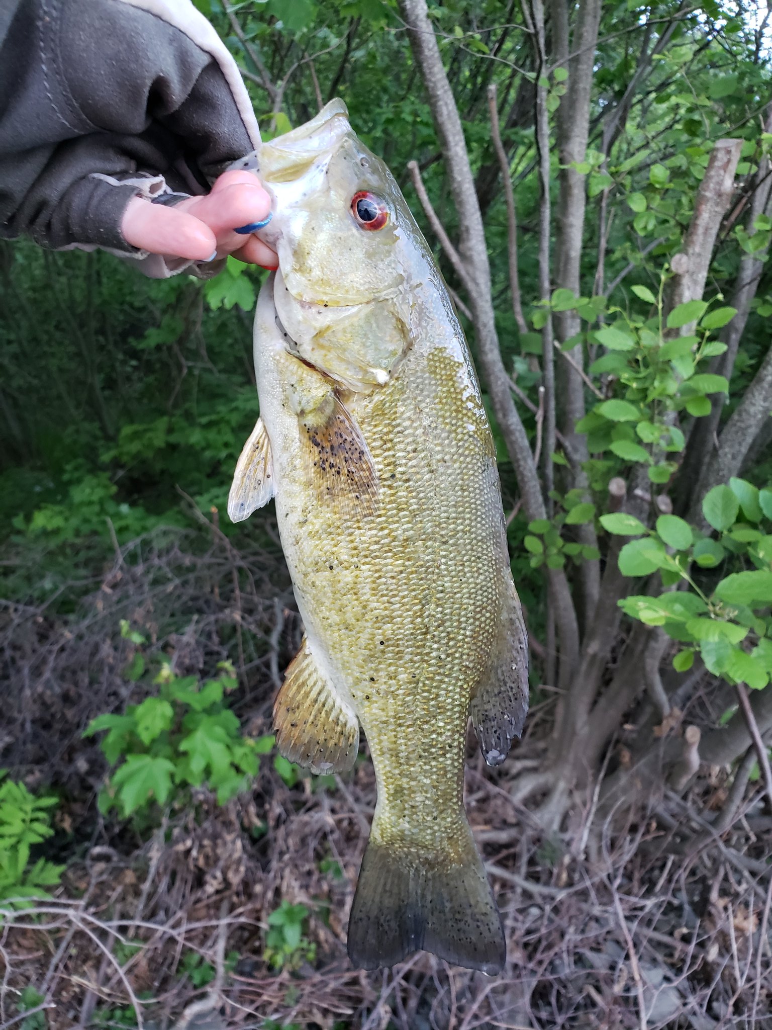 Baby Smallmouth Bass