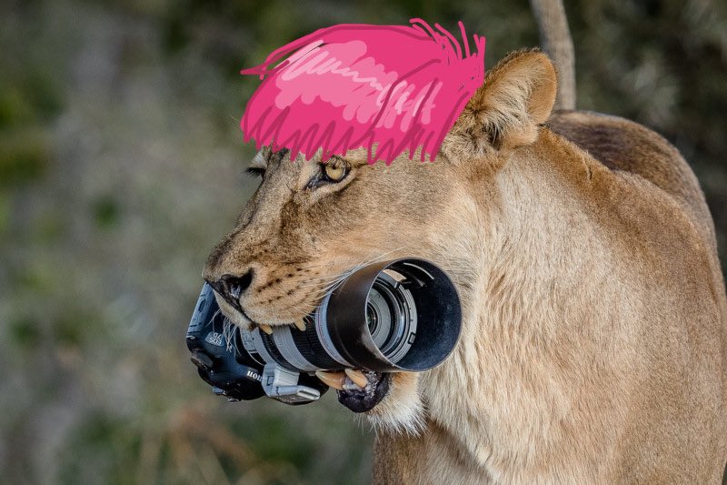 「Post your sona and the animal they're ba」|Bigg Lion 🦁 CfZ22のイラスト