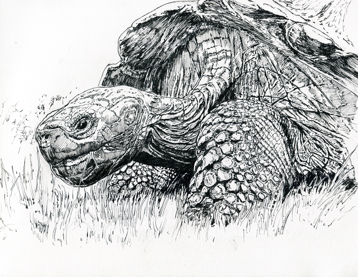 Giant Tortoise Drawing