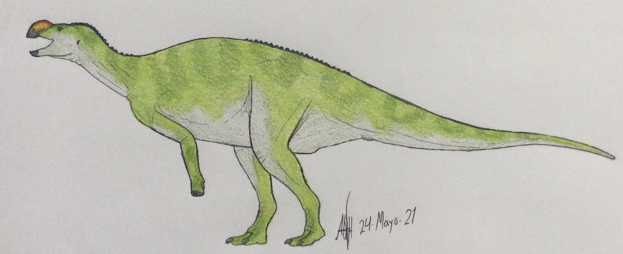 Muttaburrasaurus Skeleton