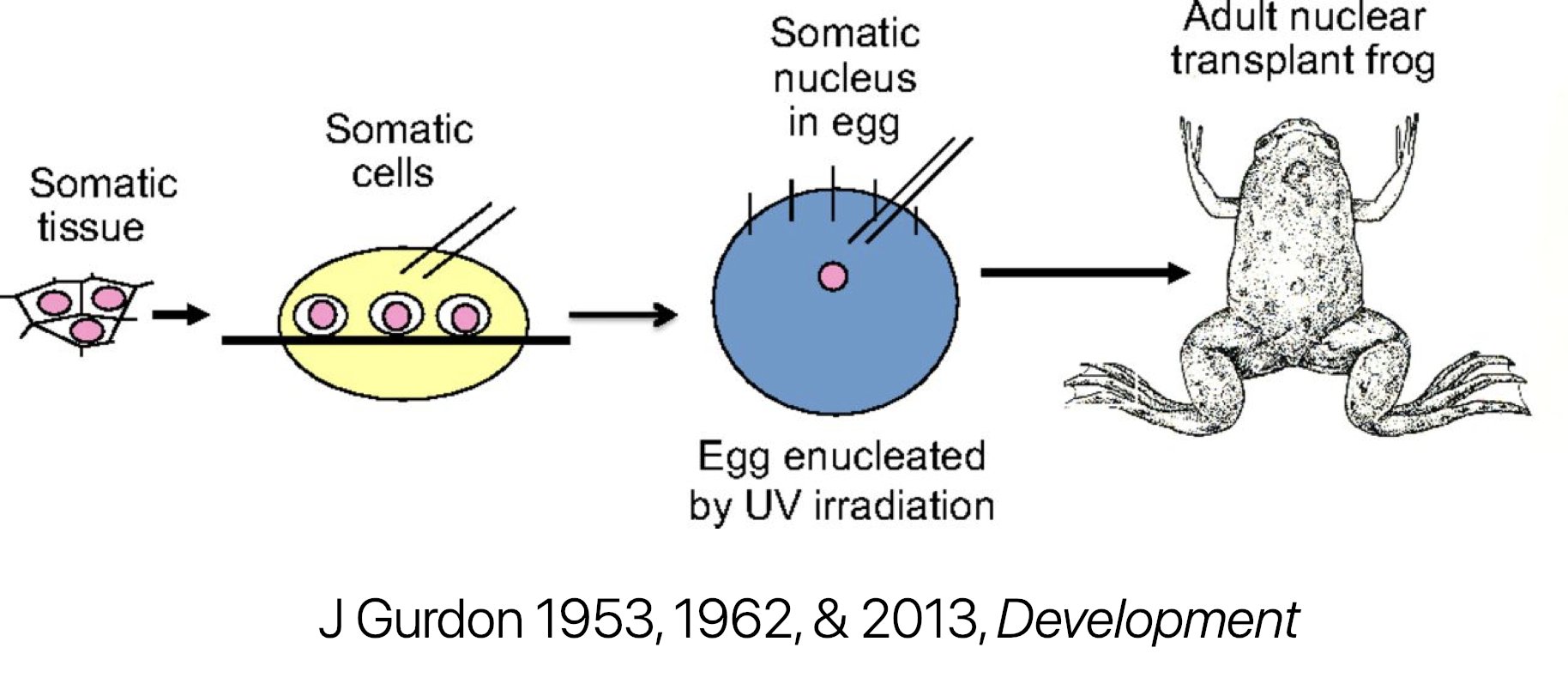 Somatic Cell Nuclear Transfer Frog