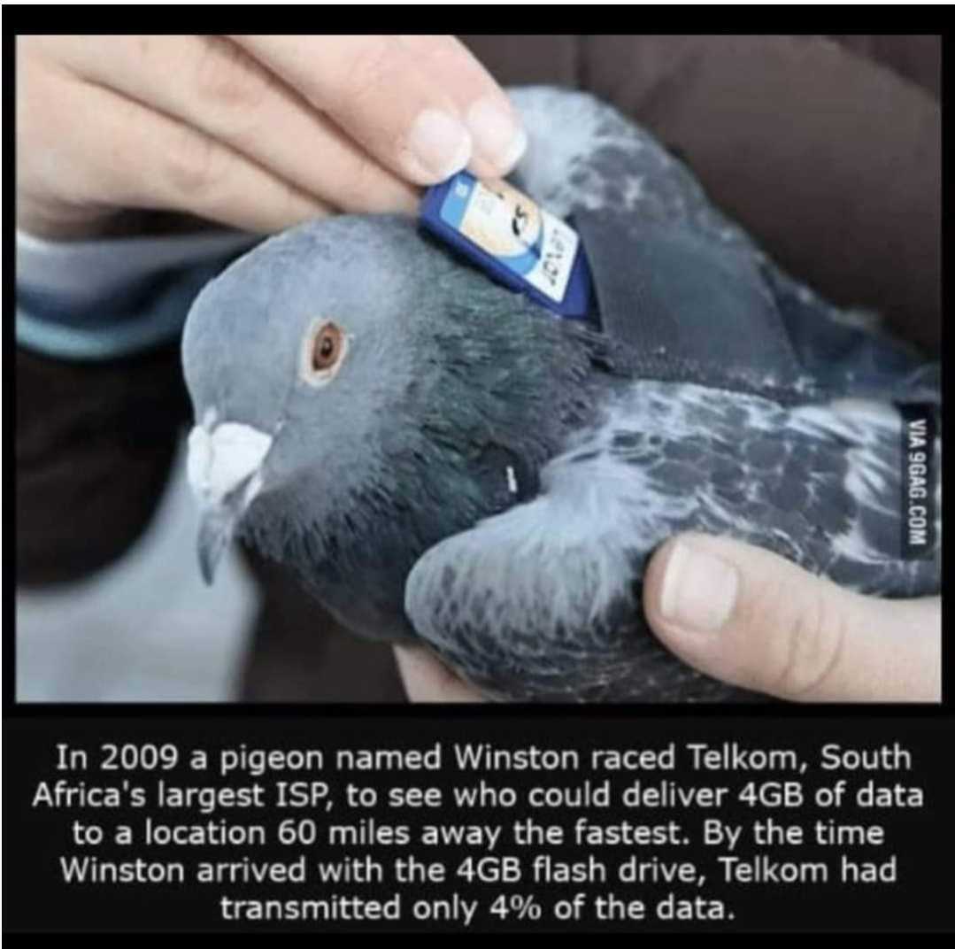 Pigeon Carrier Memes