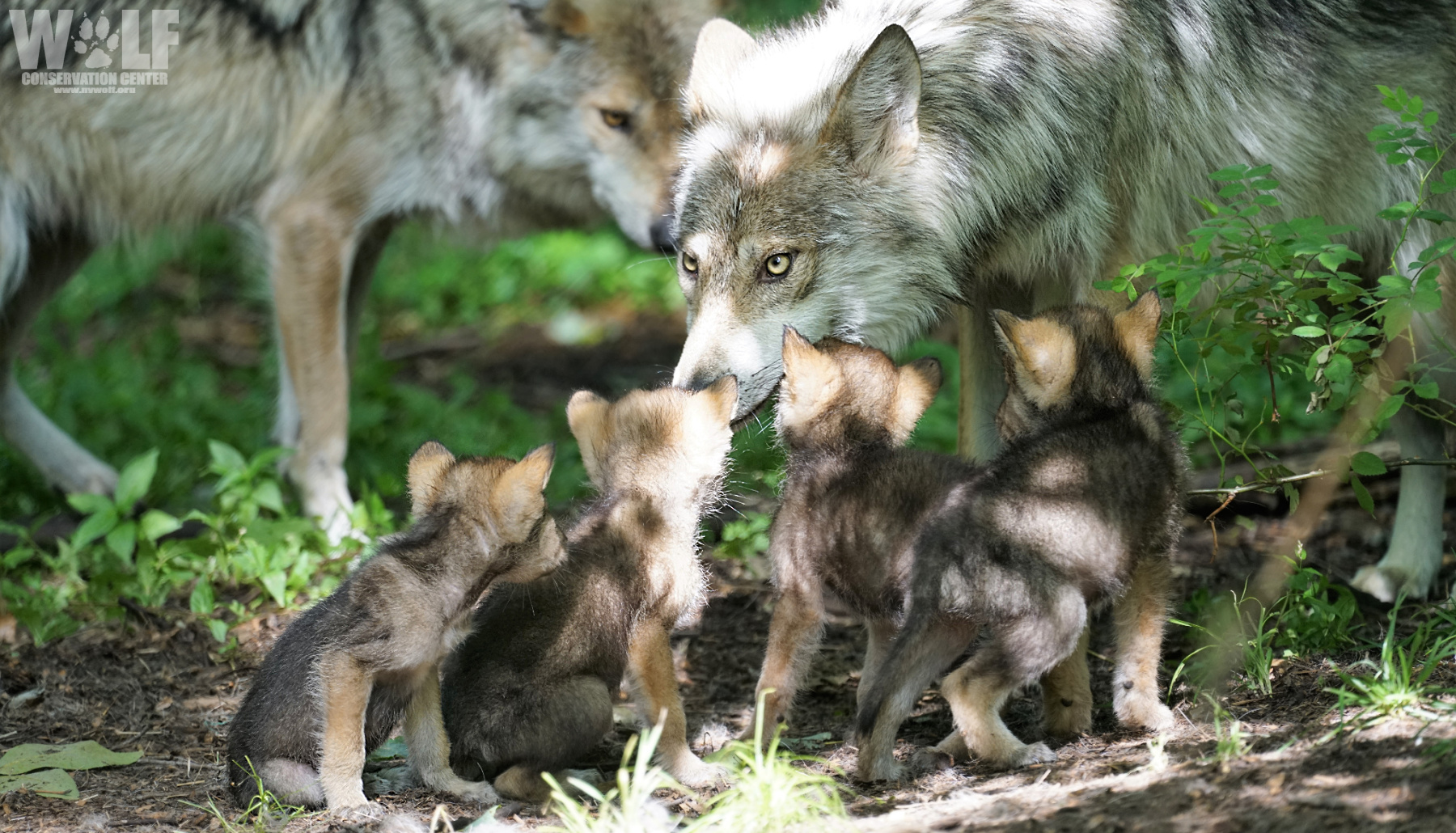 What Family Does The Wolf Belong To