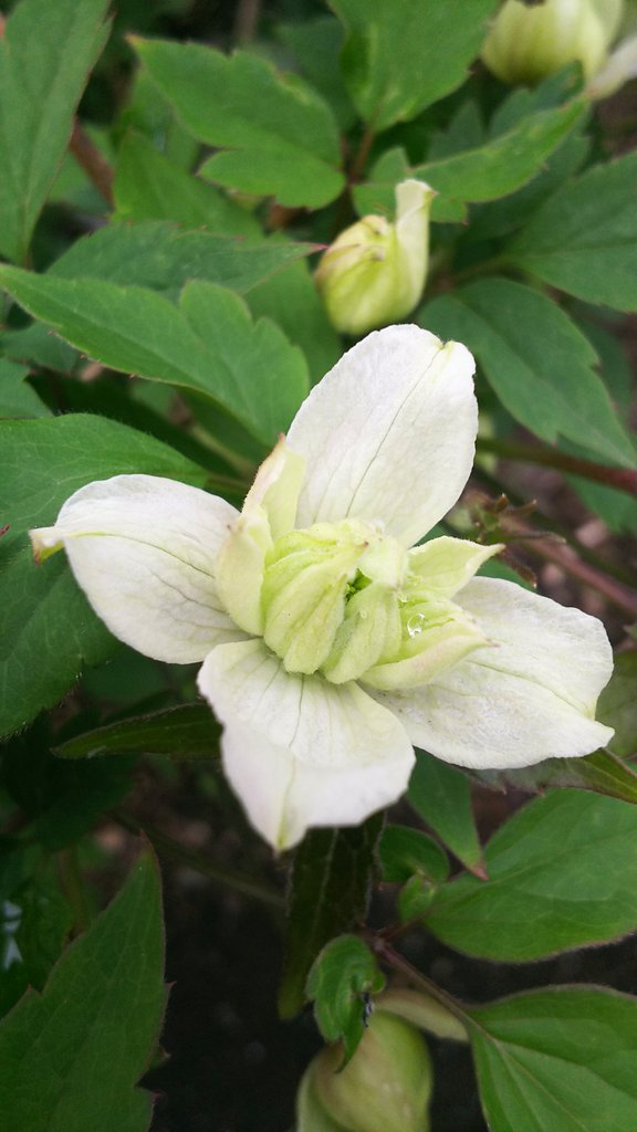 進 撃 の こ (@NOCO_DAYBREAK) | Twitter