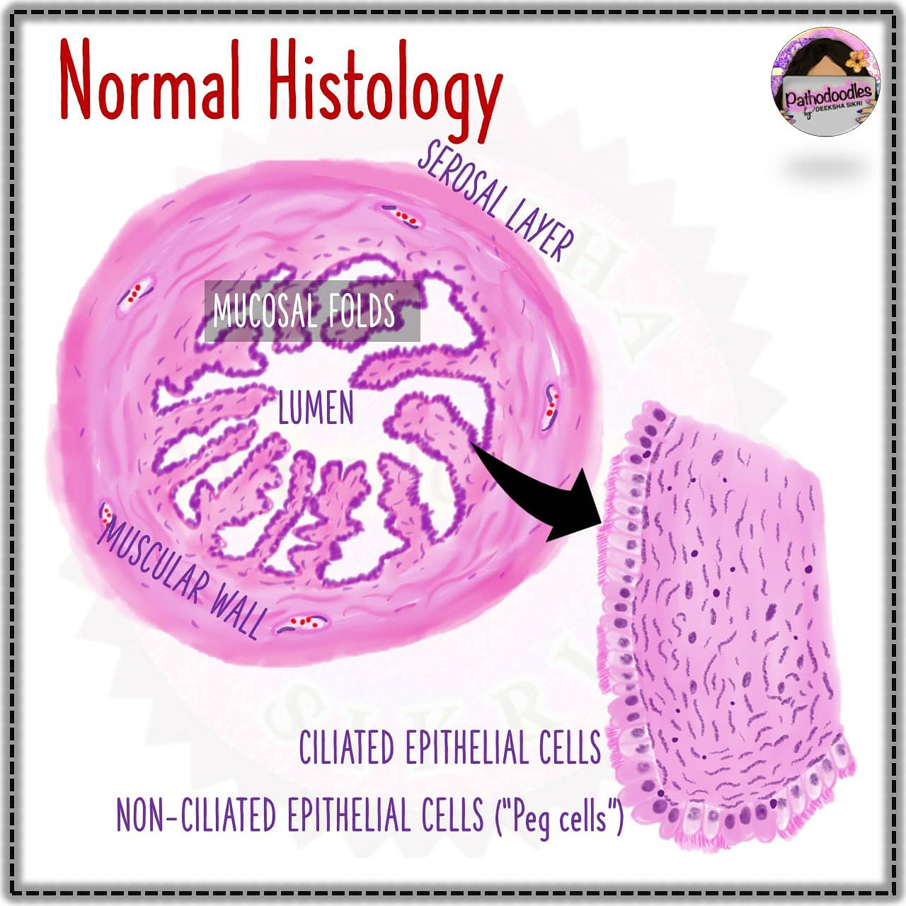 Fallopian Tube Histology Labeled