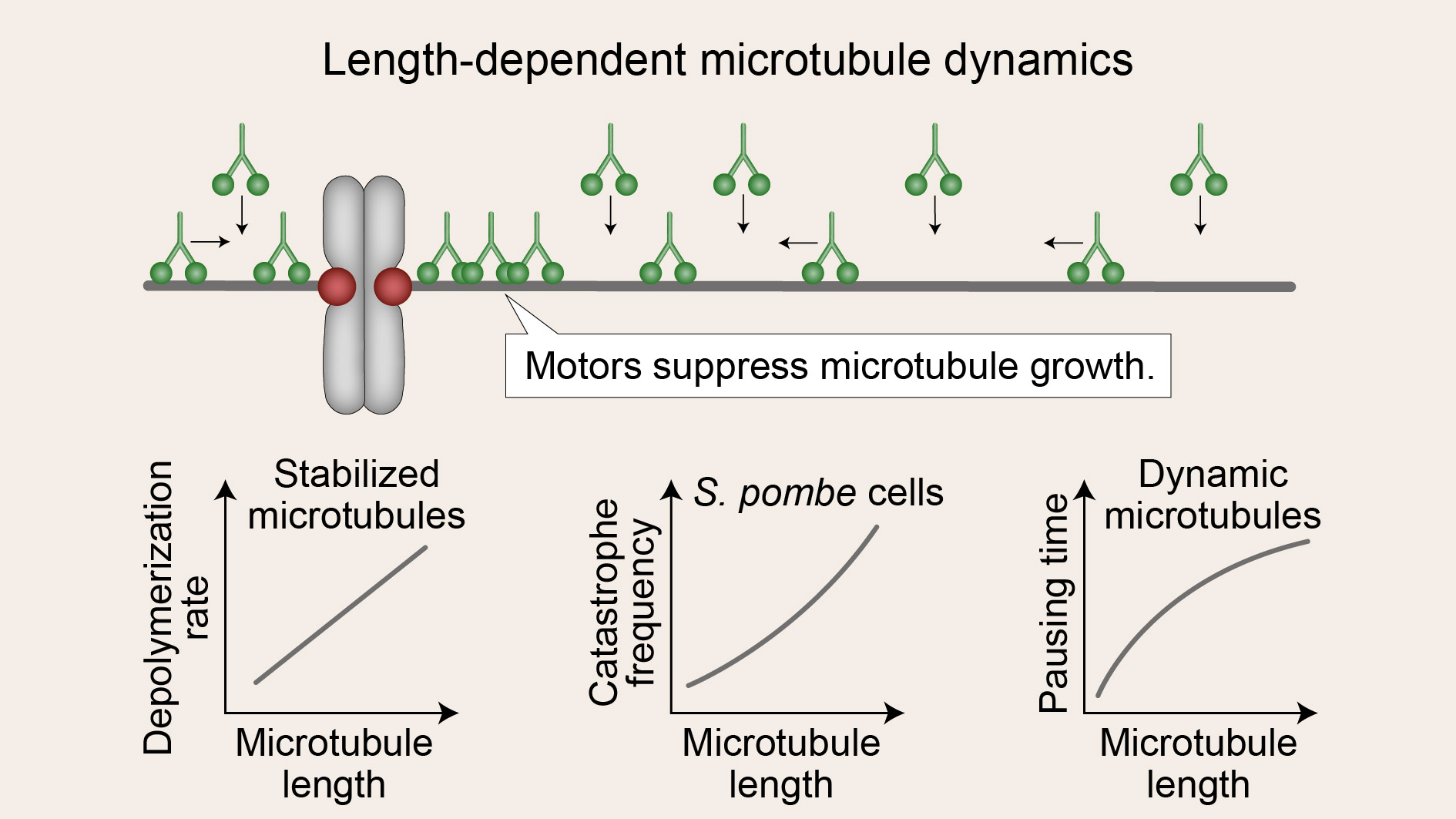 Microtubule Diagram