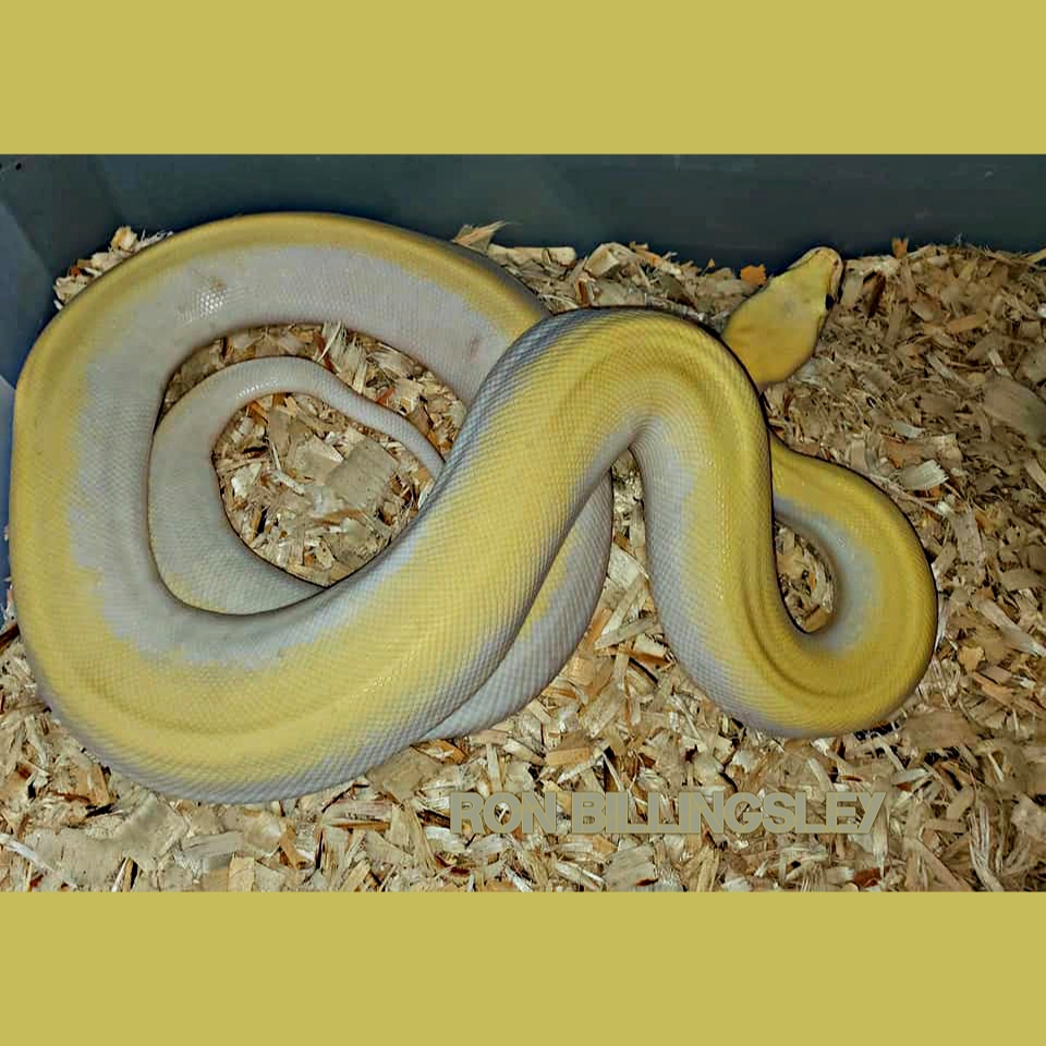 Hypo Green Burmese Python