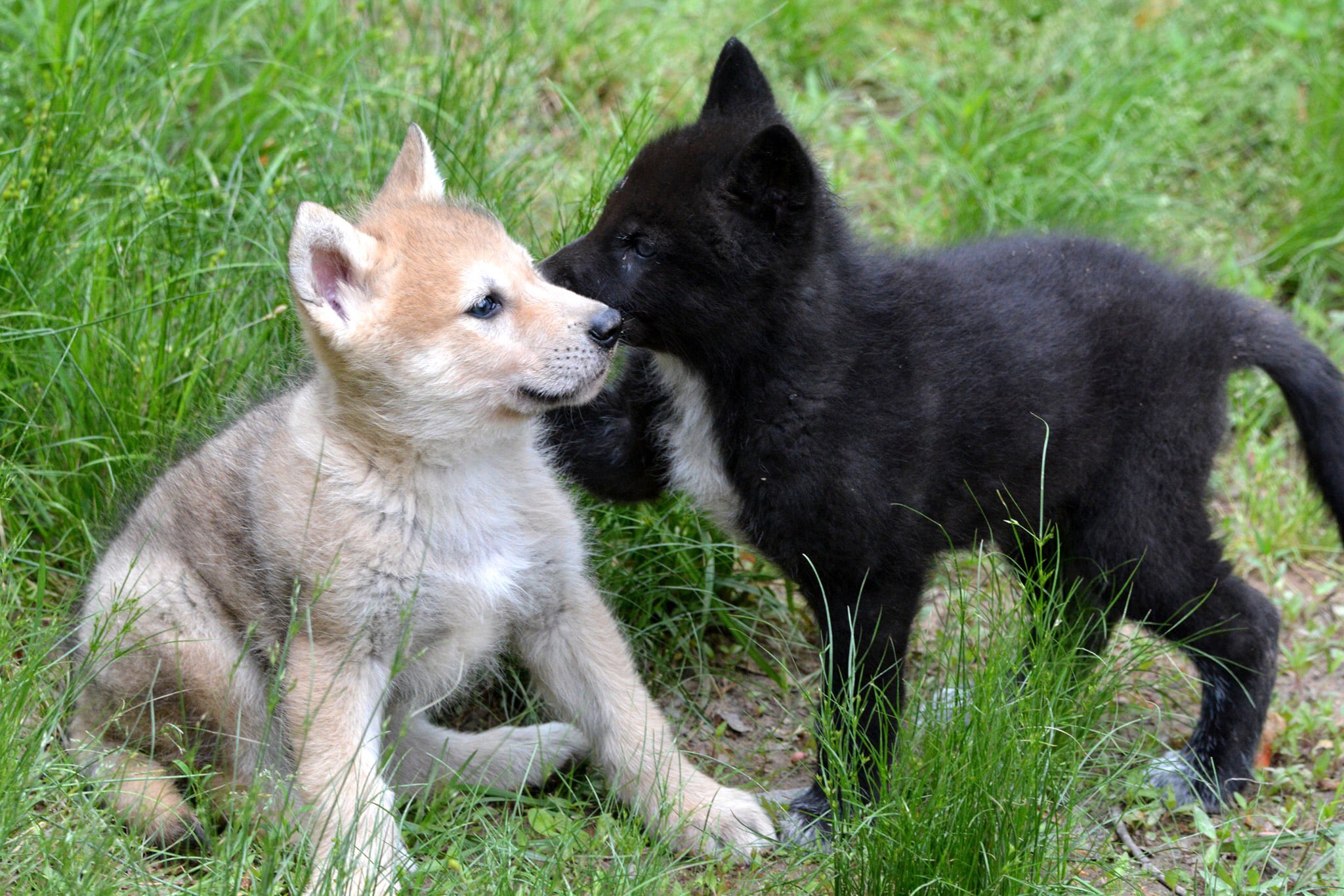 Black And White Wolf Puppy