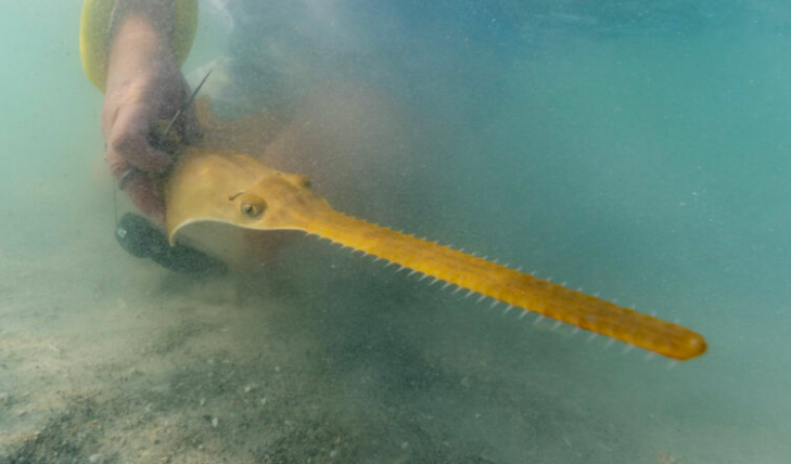 Baby Sawfish
