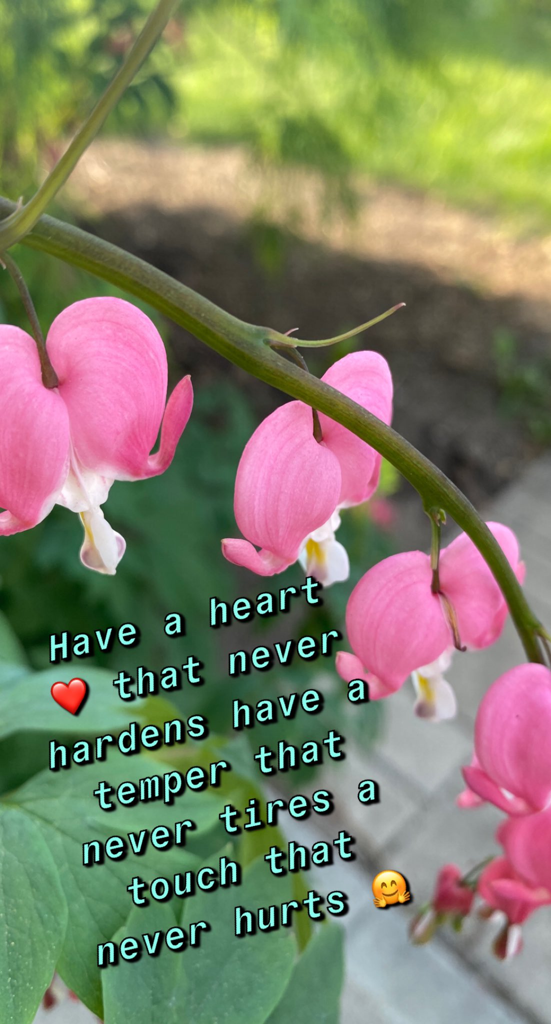 Bleeding Hearts Quotes Bleeding Heart Poster For Sale By