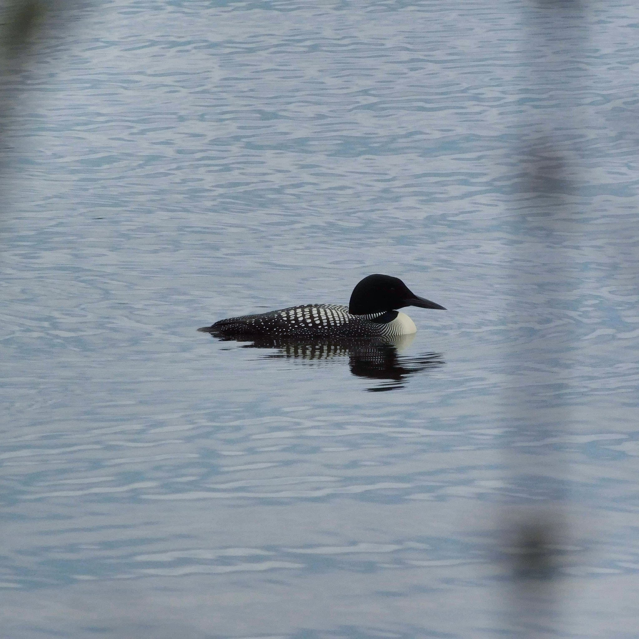 Loon Bird Funny Images