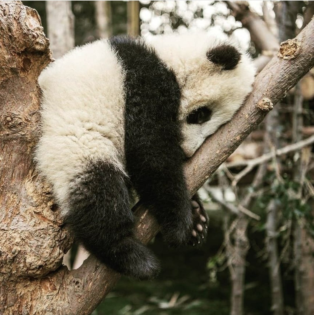 Tired Baby Panda