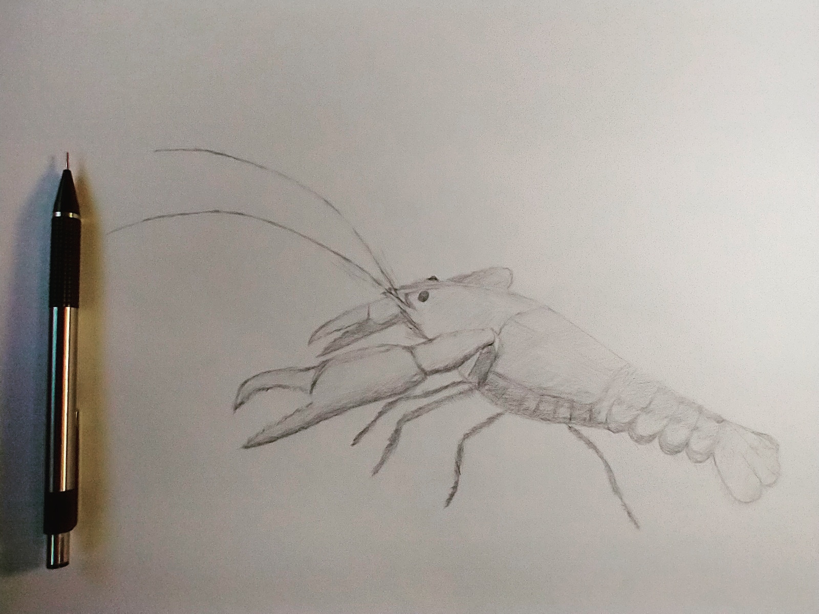 Crawfish Drawing