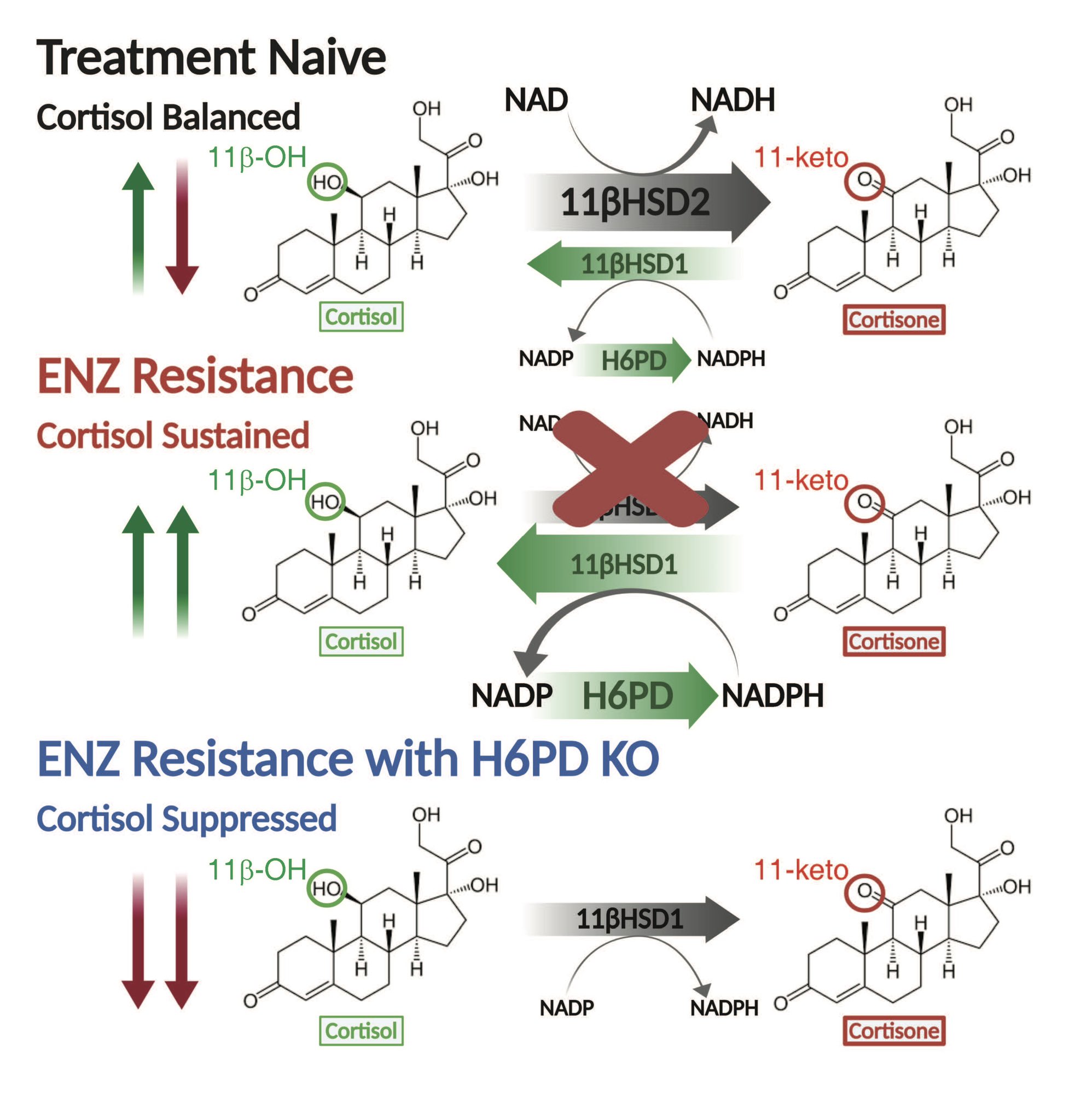 Nadph Mechanism