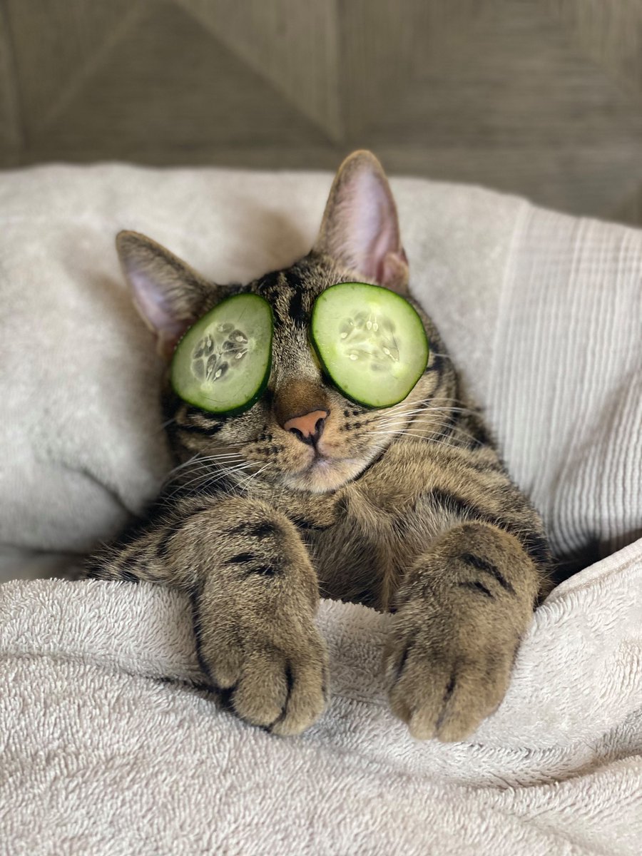 Spa Cat