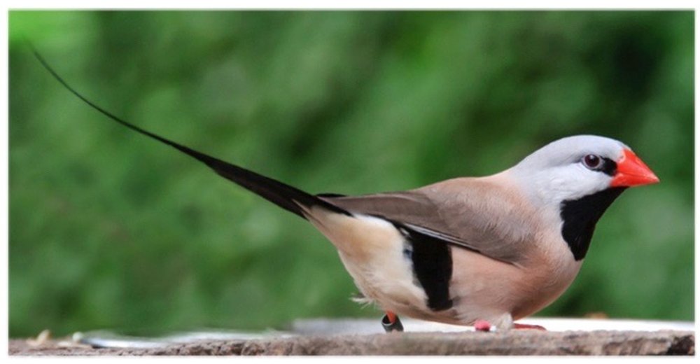 Shaft Tail Finch Cinnamon