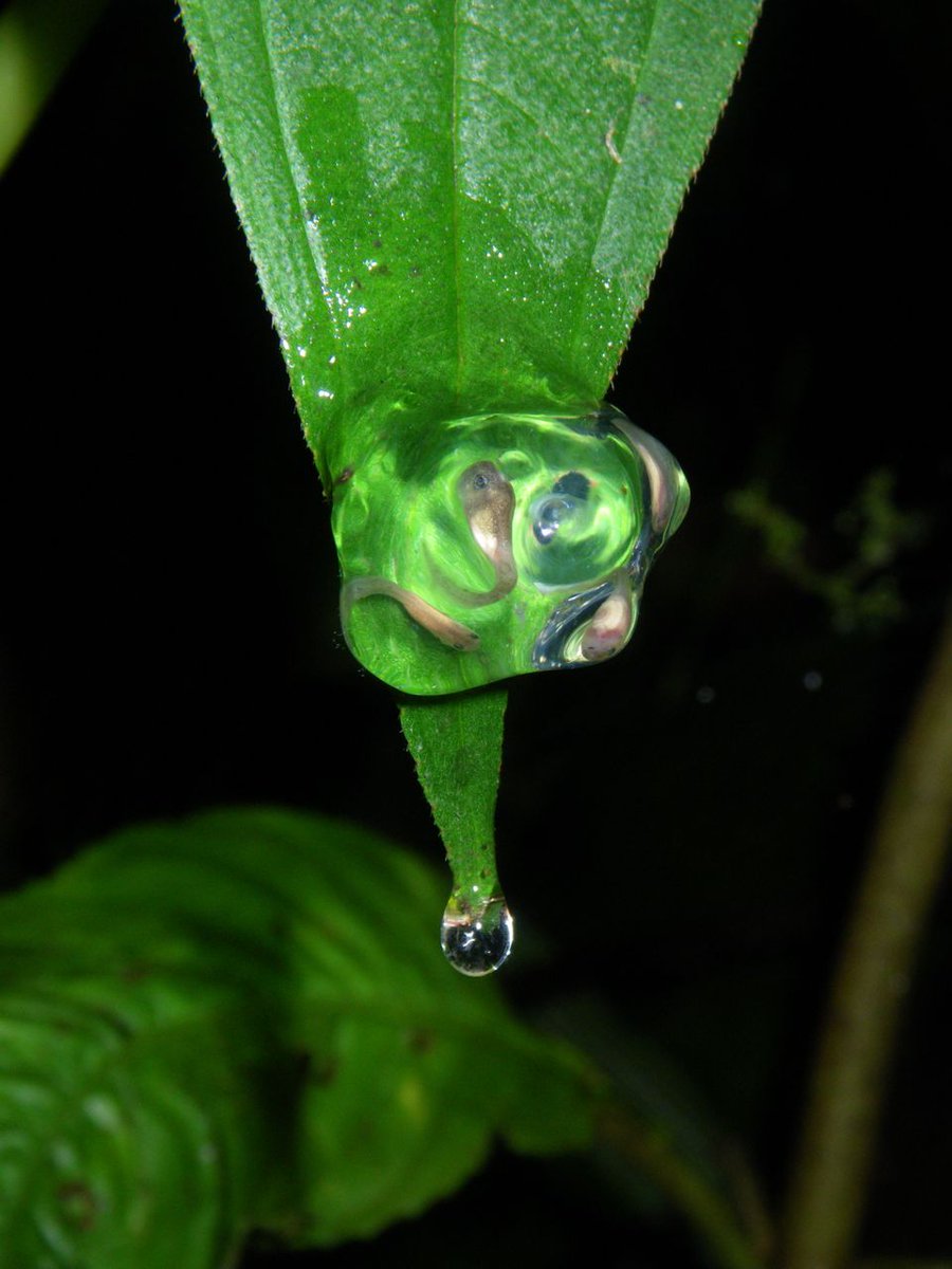 An incredible shot of a Sharpear Enope Squid 🦑 : DiscoverEarth