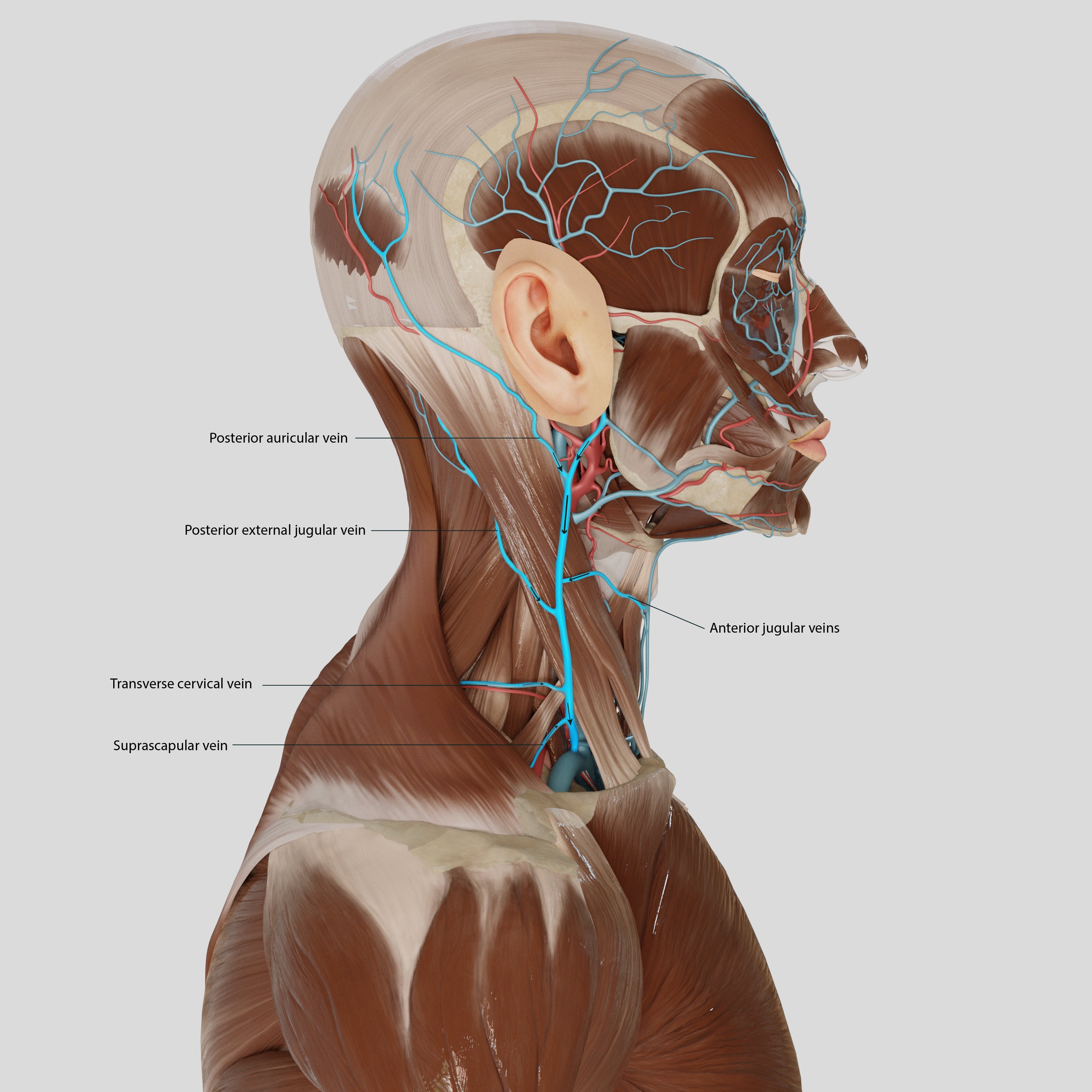 Neck Vein Anatomy