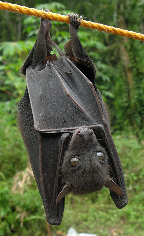 Mindanao Pygmy Fruit Bat