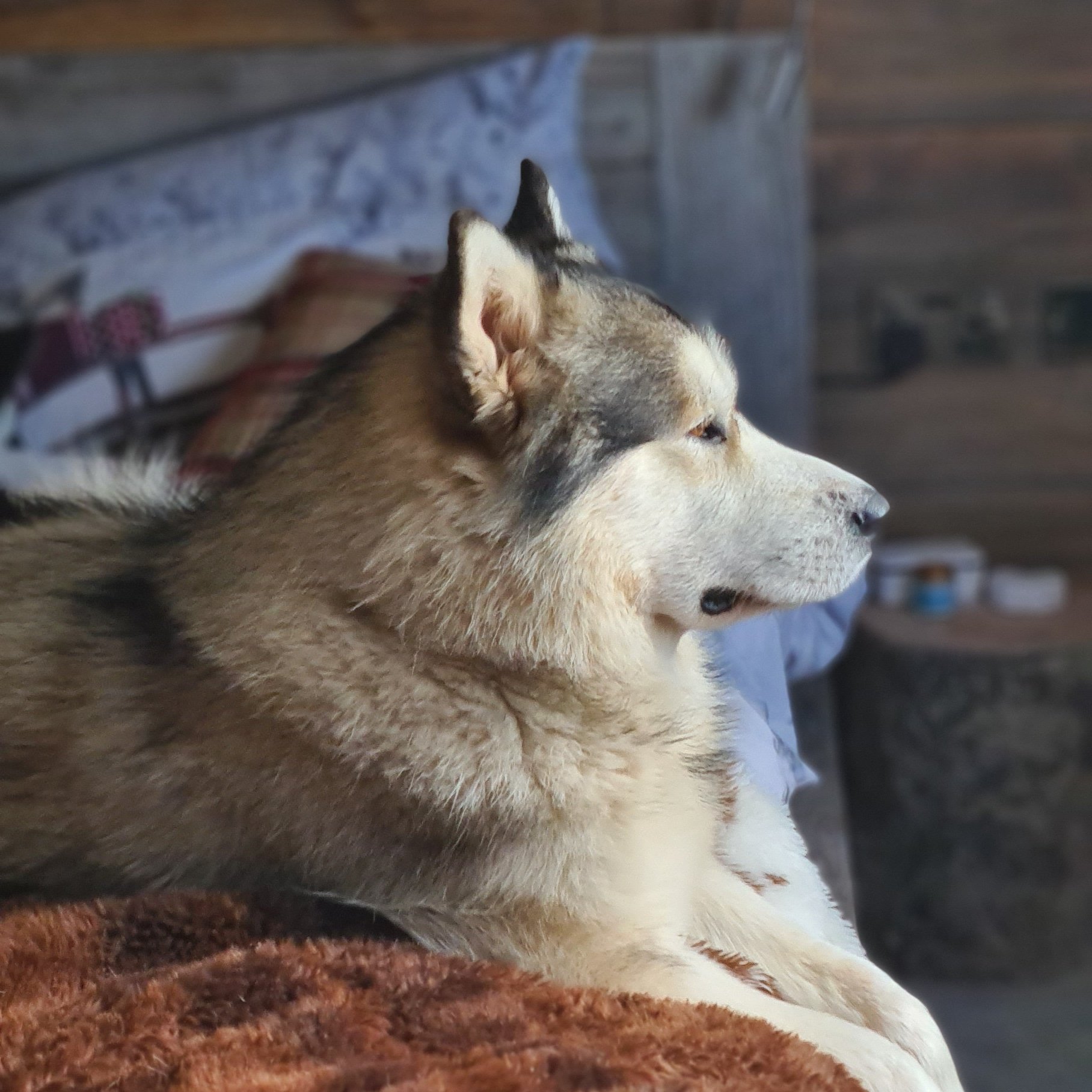 Can Dogs Have Nightmares Scream