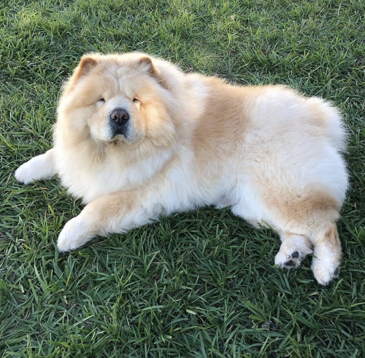 Dark Brown Chow Chow