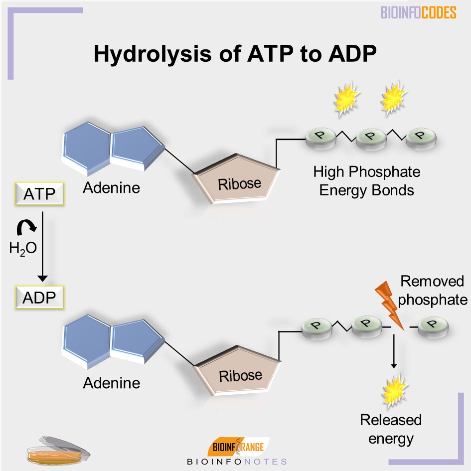 Adenosine Triphosphate Hydrolysis