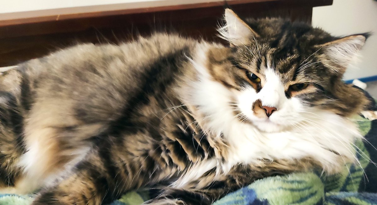 Solenoid (Iggy) (@Solenoid___) | Twitter