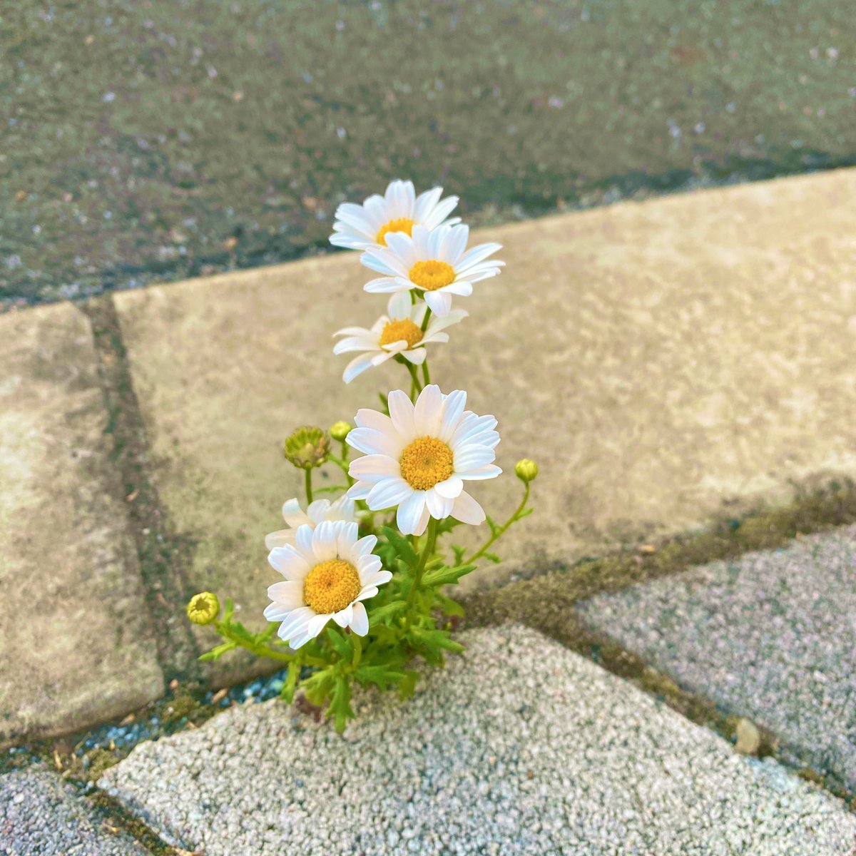 さけとば on Twitter: "さけとばさんは 1植物 2地元 3生き物 4アニメ 5味噌汁の具 6一番課金したソシャゲ 7アクセサリー 8来世 9おにぎり 10生命の不思議 について語っ ...