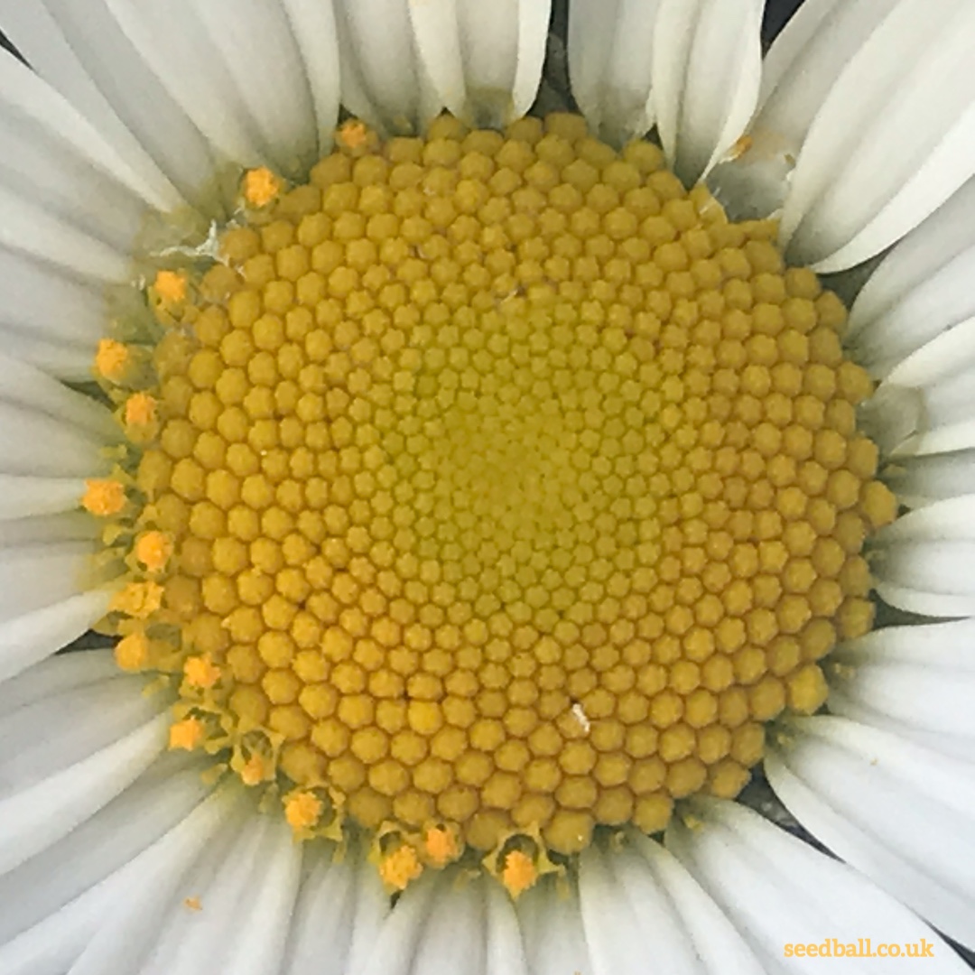 Flower Center Texture