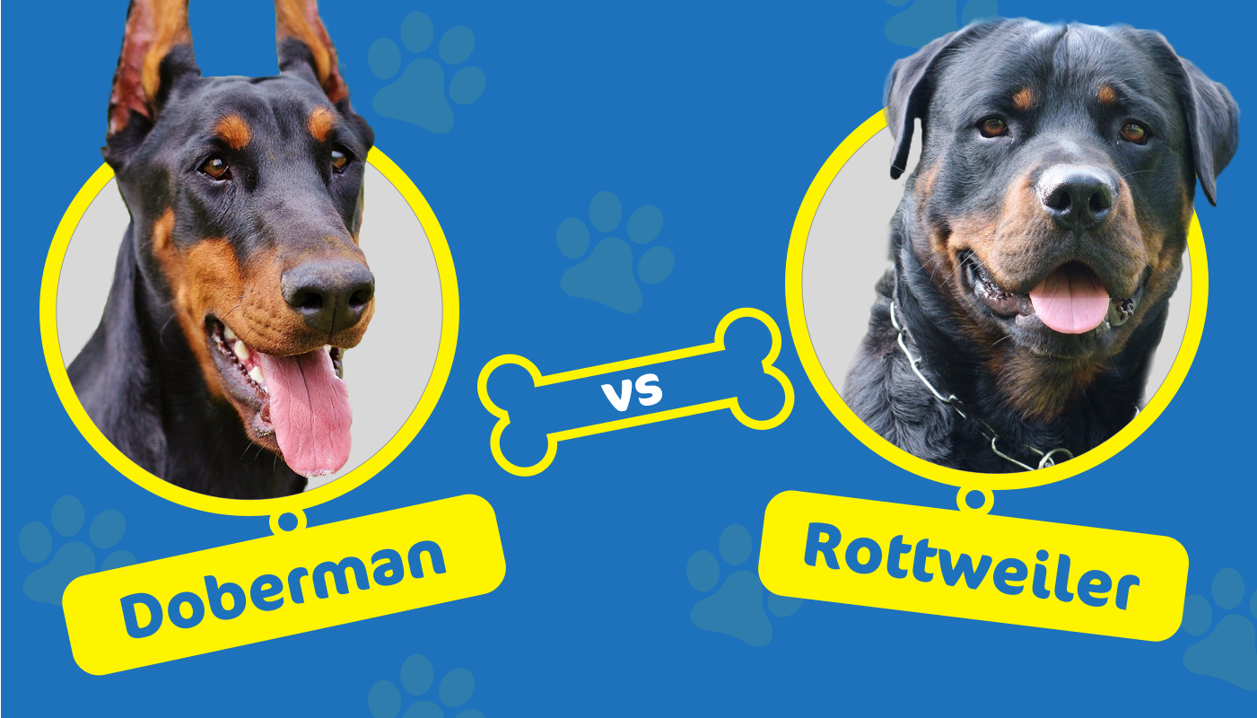 Doberman Pinscher Vs Rottweiler
