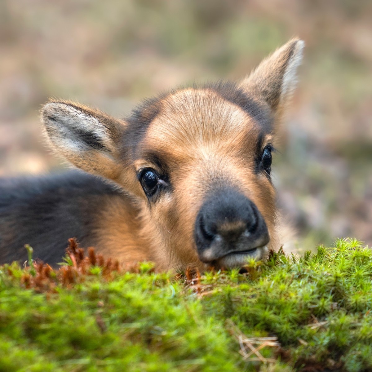 Baby Reindeer