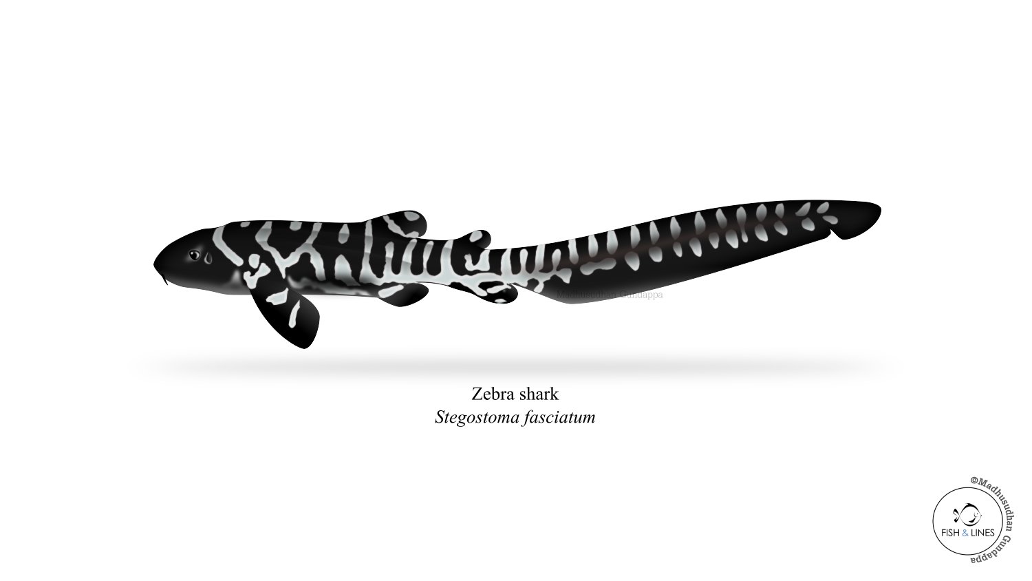 Juvenile Zebras