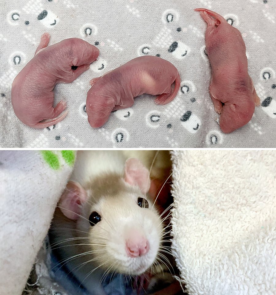 Newborn Baby Rats