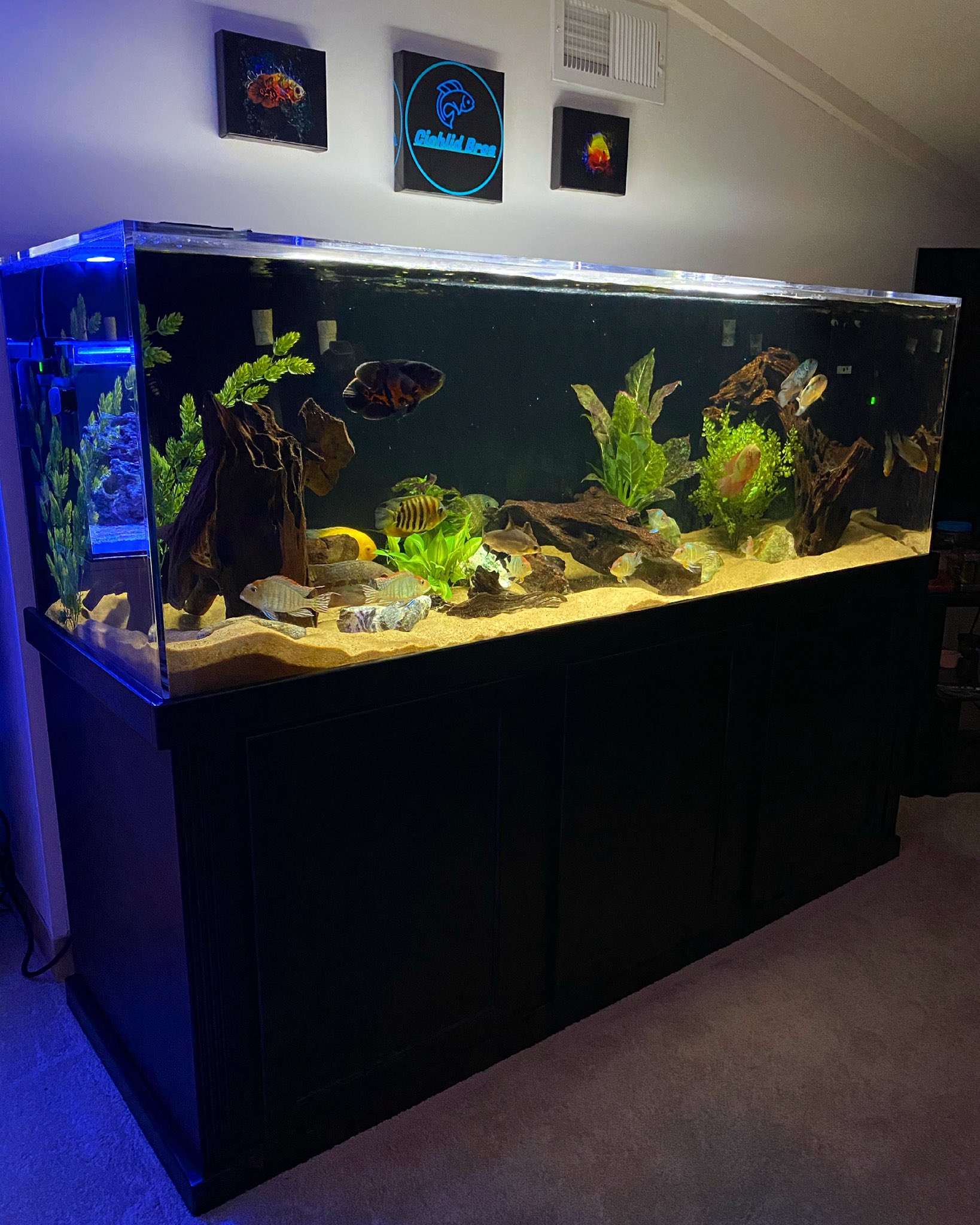Cichlid Tank Setup Ideas
