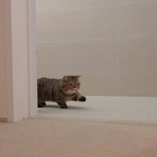 Cat Walking Meme