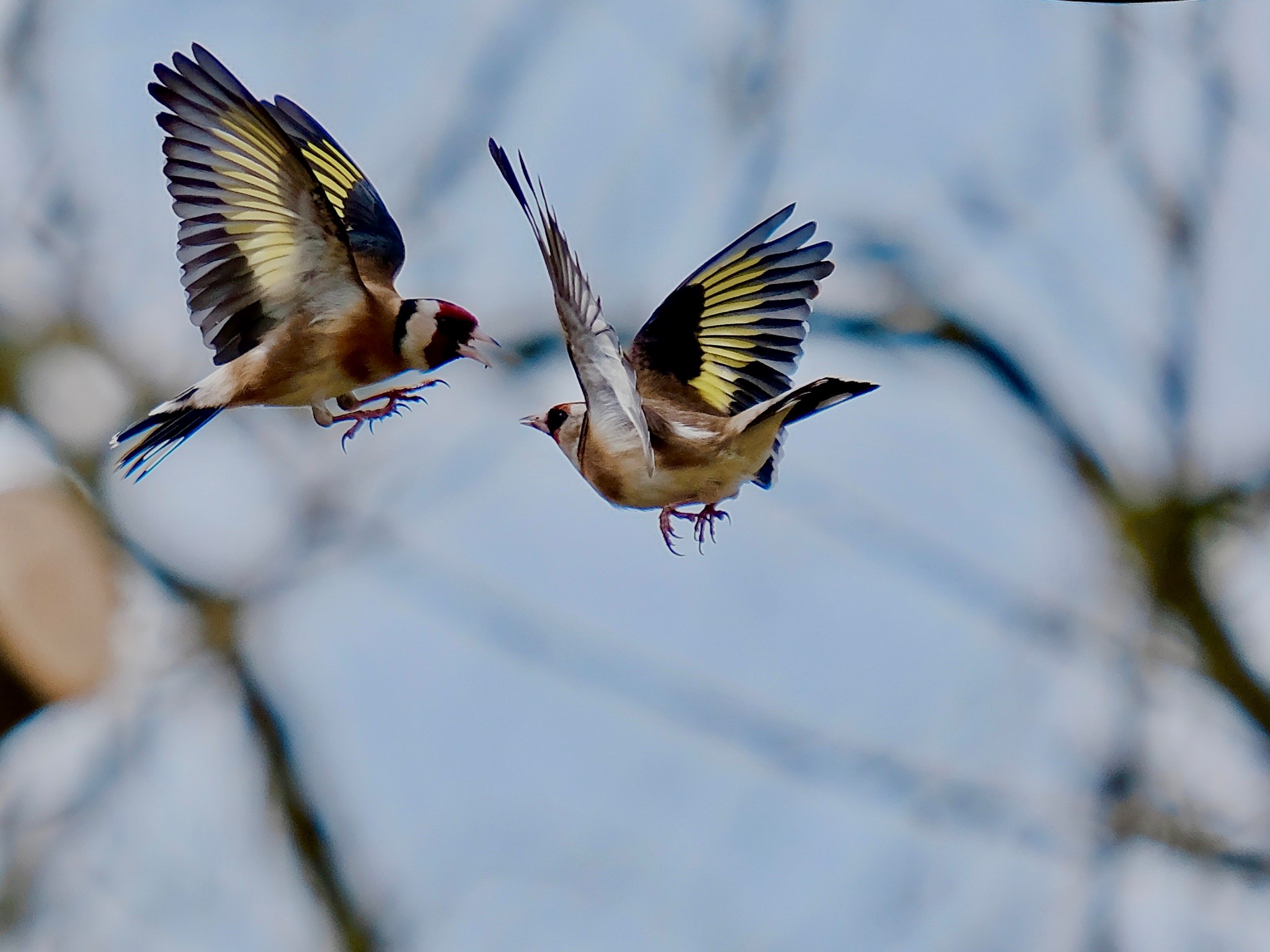 Goldfinch In Flight