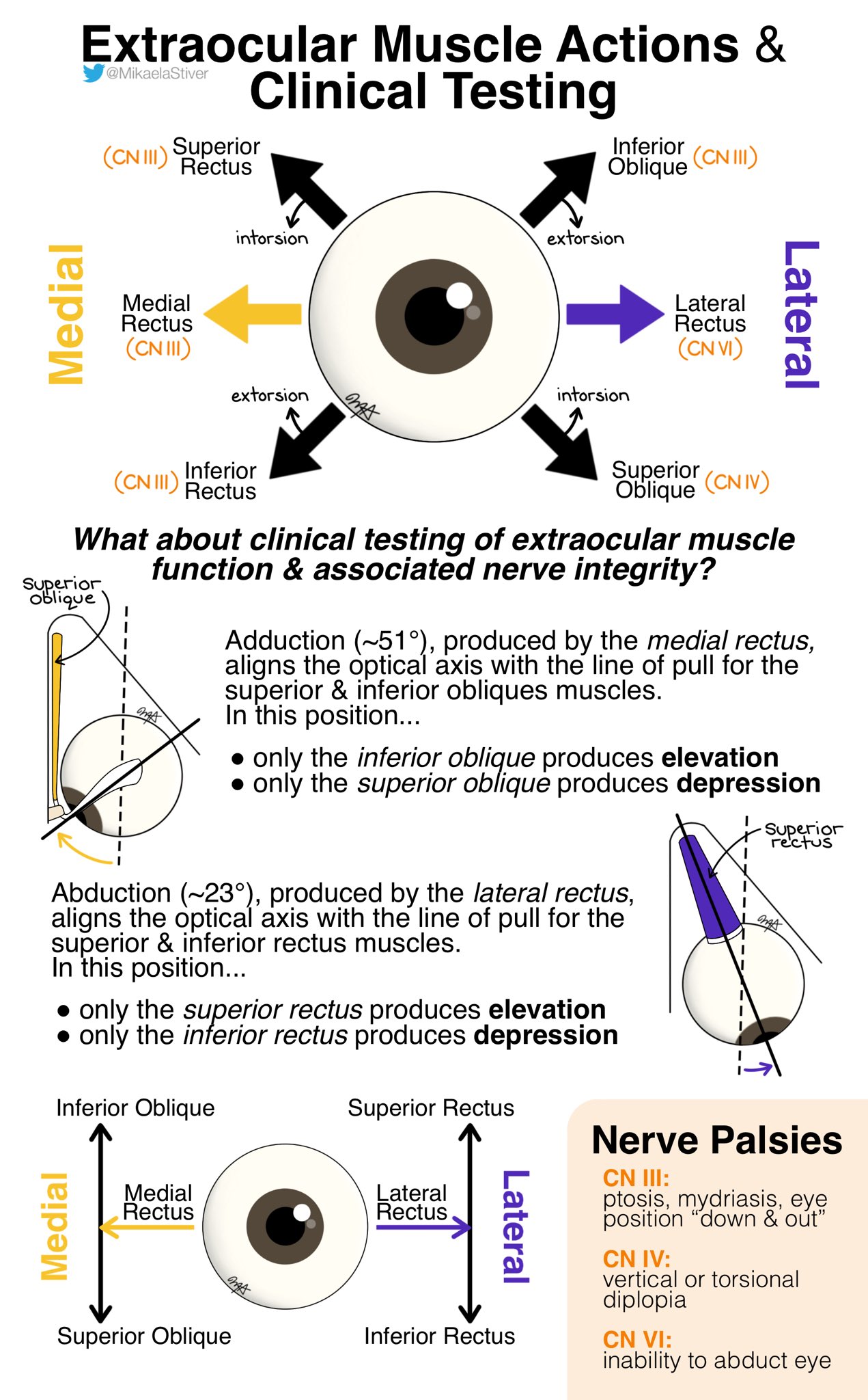 Superior Oblique Muscle Movement