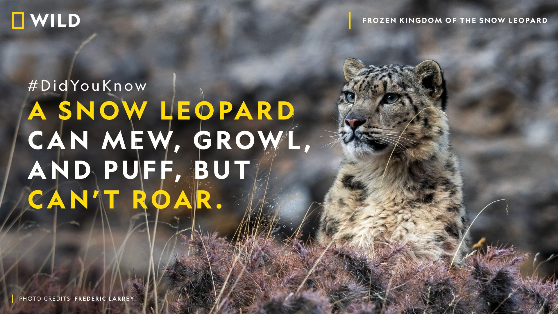 Snow Leopard Quotes Snow Leopard 762 By Caybeach On DeviantArt