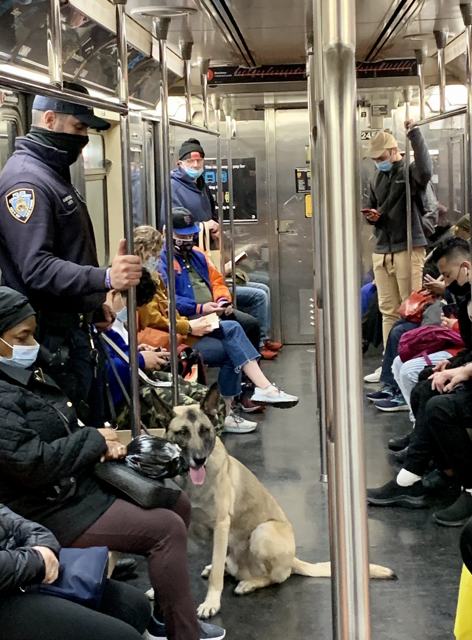Can Dogs Ride The Subway In Nyc
