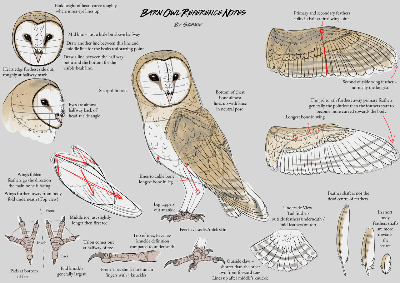 DeviantArt on Twitter: "Dive deeper into the details of the barn owl in ...