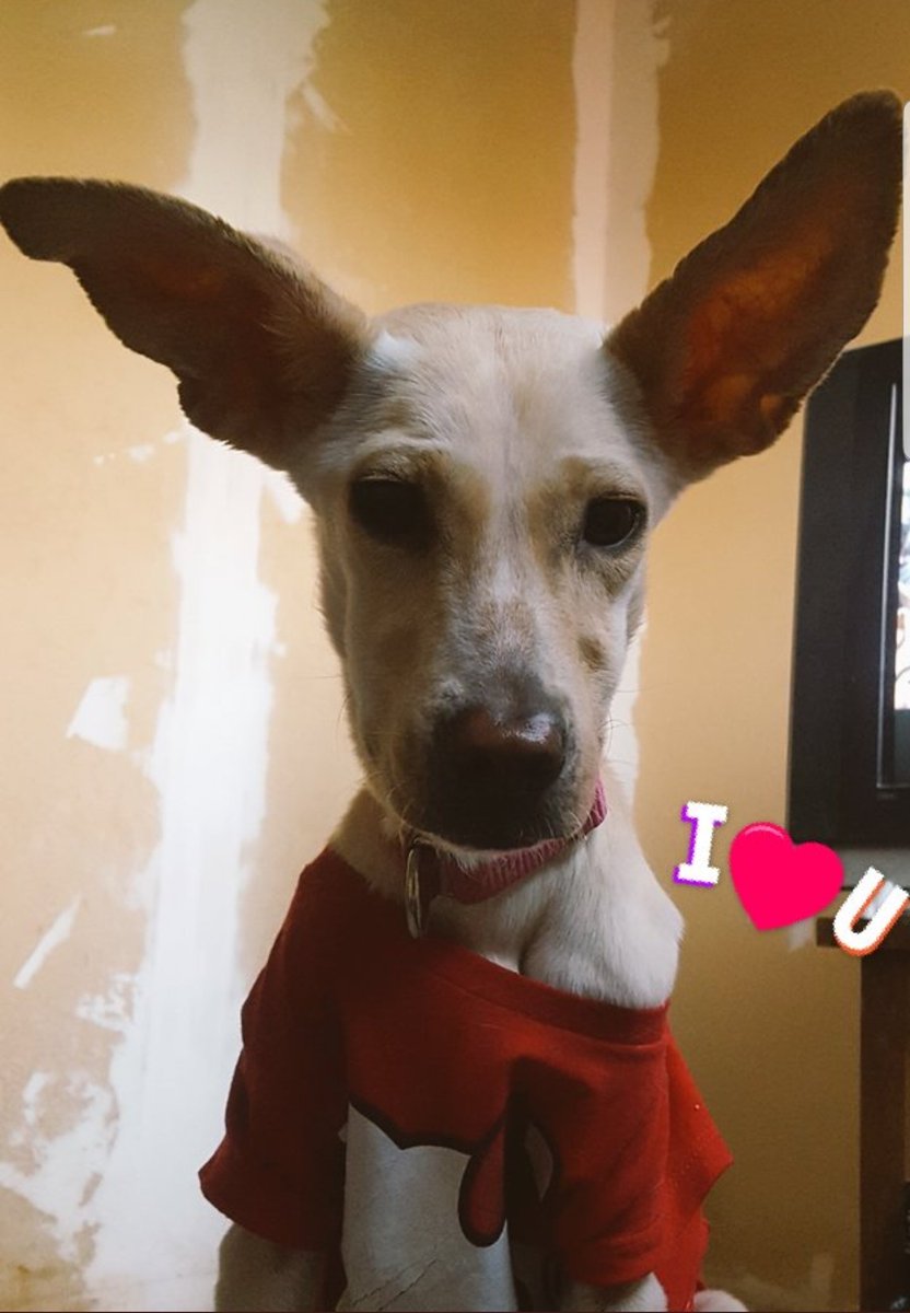 Fixlab Tech Solution (@TechFixlab) | Twitter