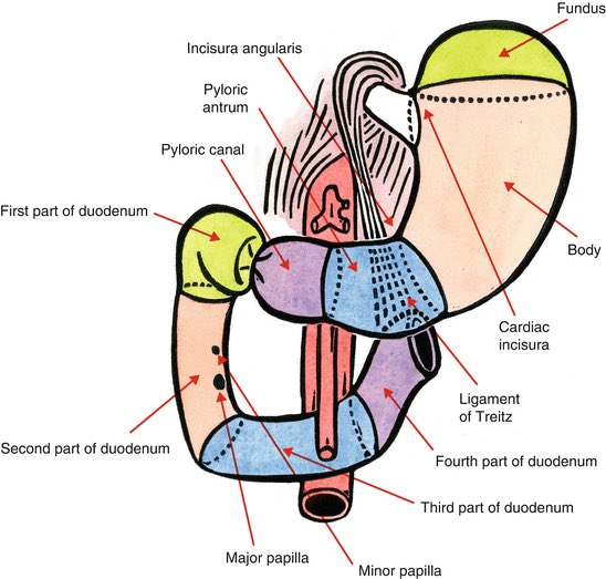 Duodenum Anatomy