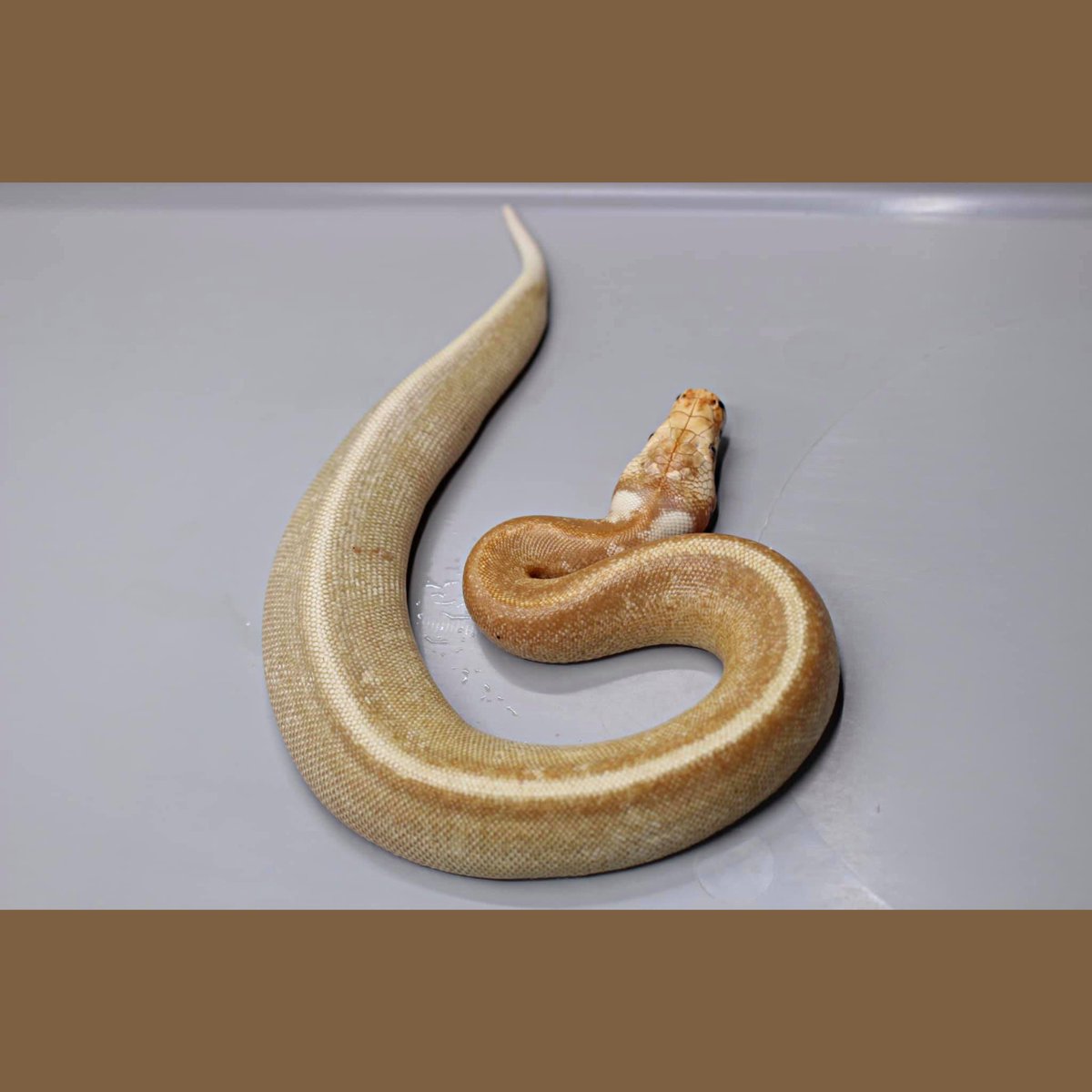 Ivory Blood Python