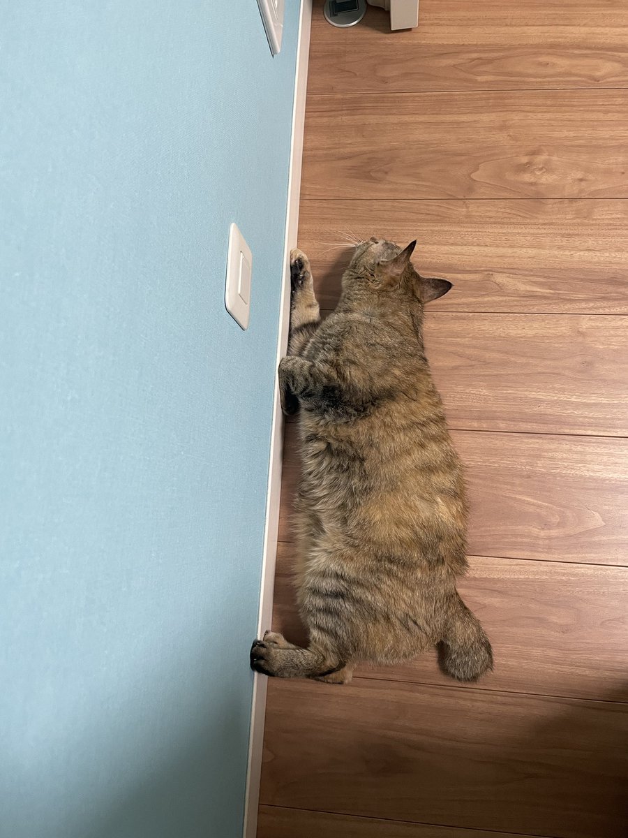 ねこにも@猫に人生捧げてる人 (@nekonimocats) | Twitter