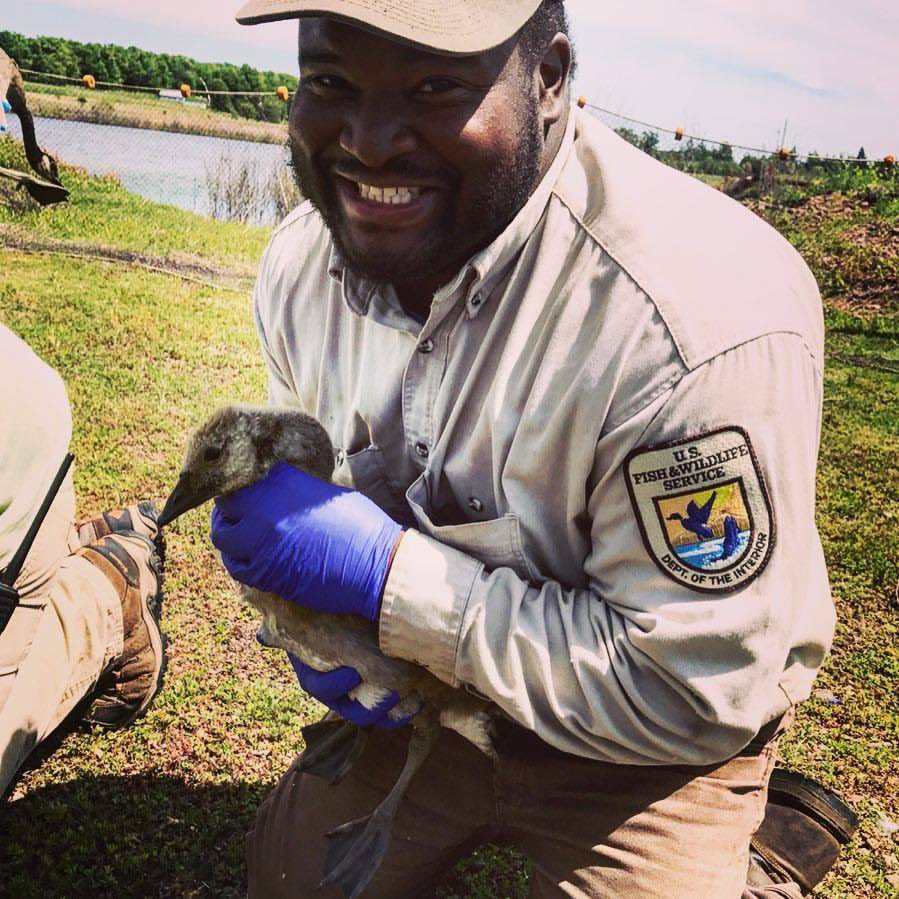 Wildlife Biologist At Work