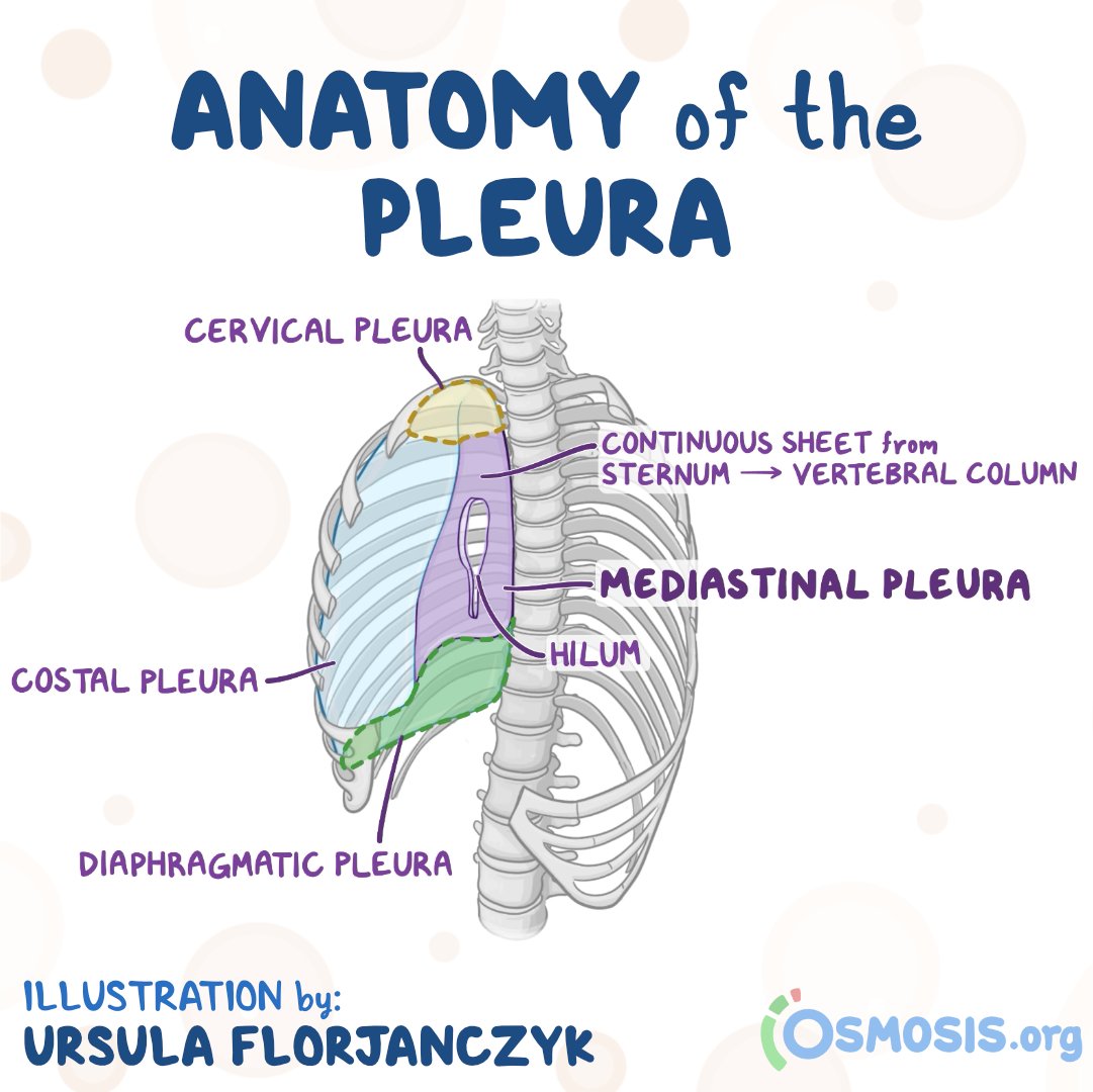 Mediastinal Pleura