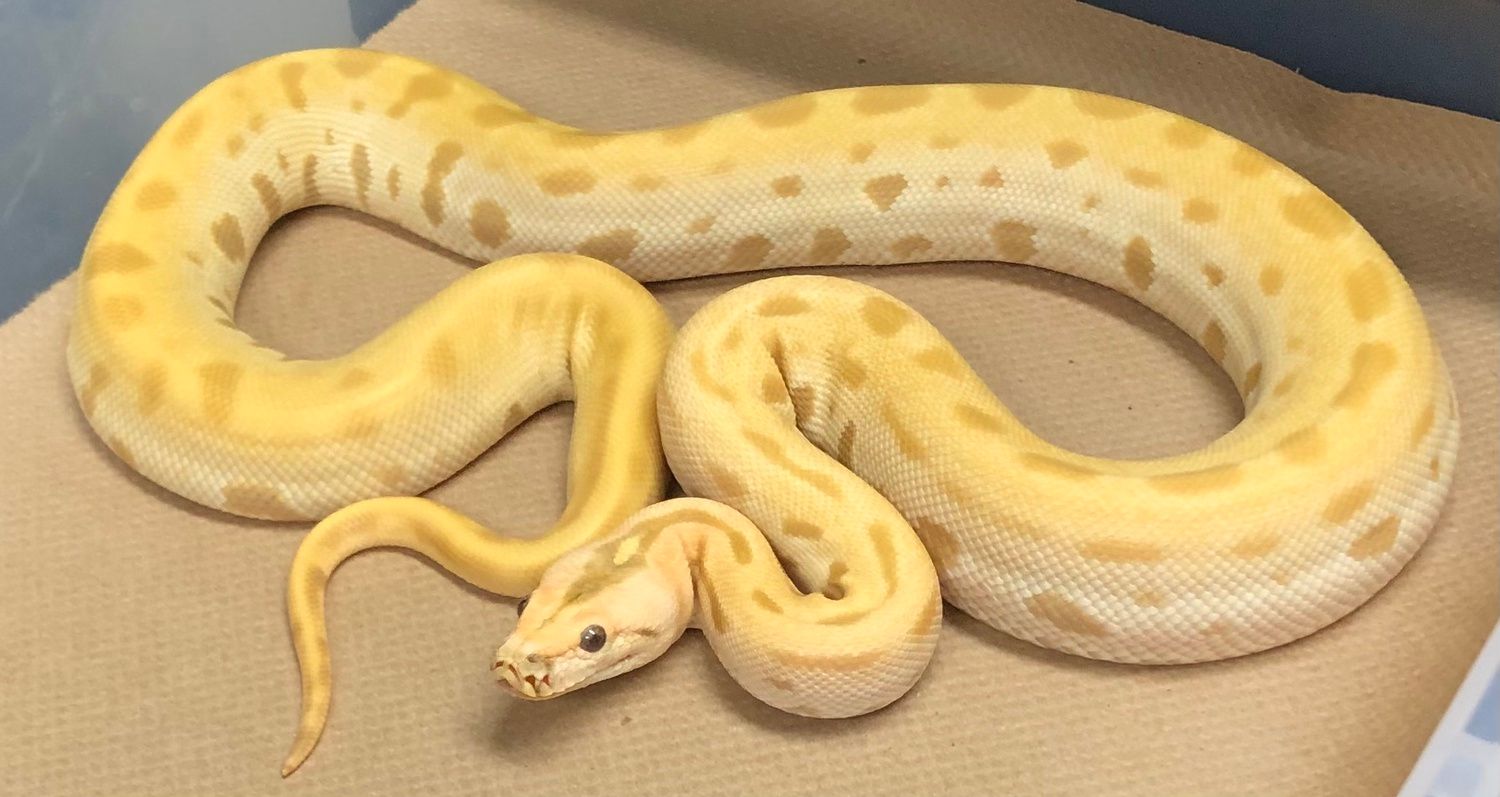 Granite Burmese Python