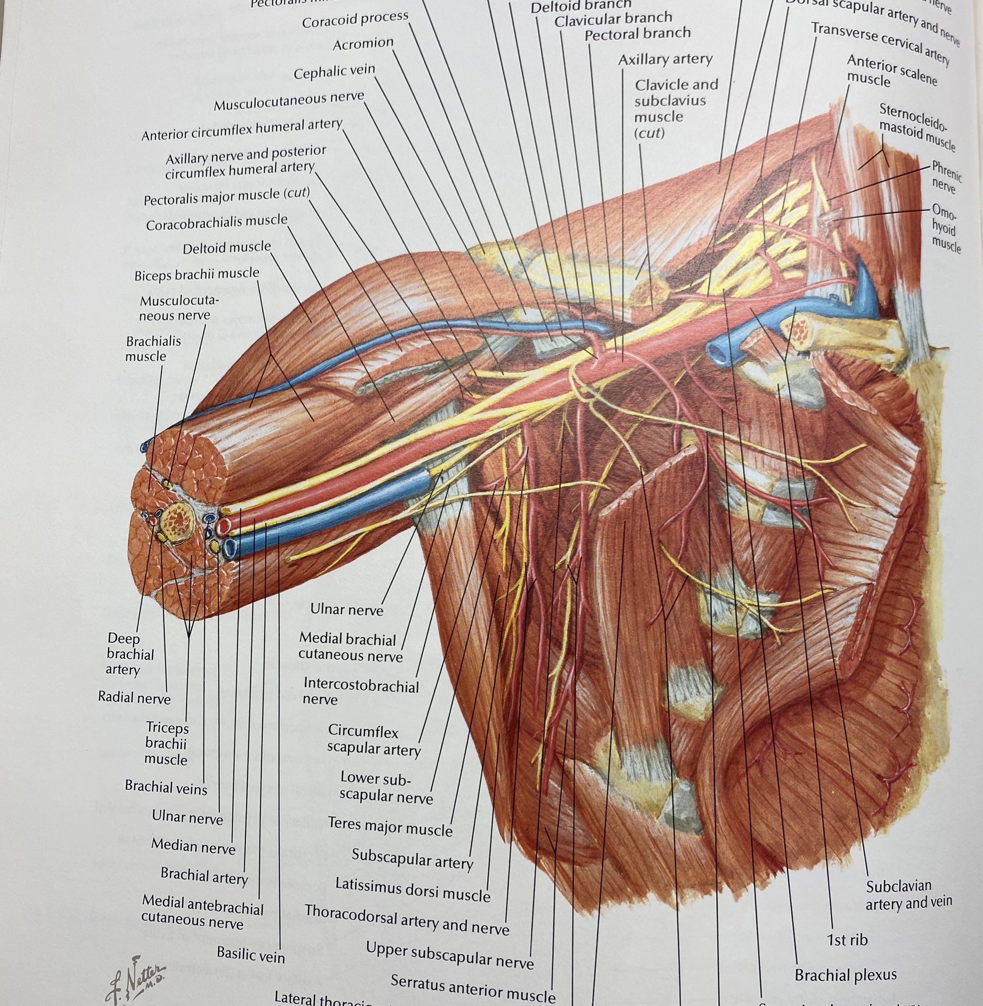 Musculocutaneous Nerve Netter