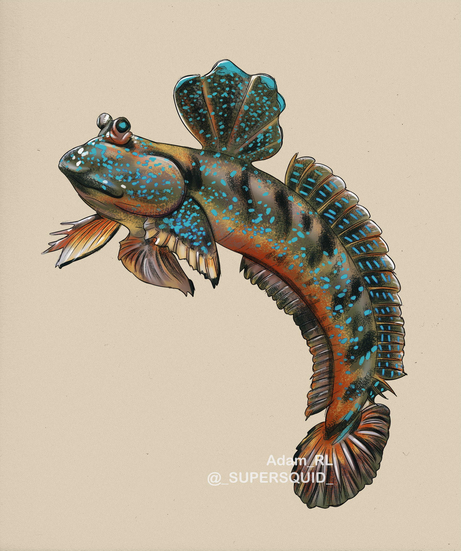 Blue Spotted Mudskipper