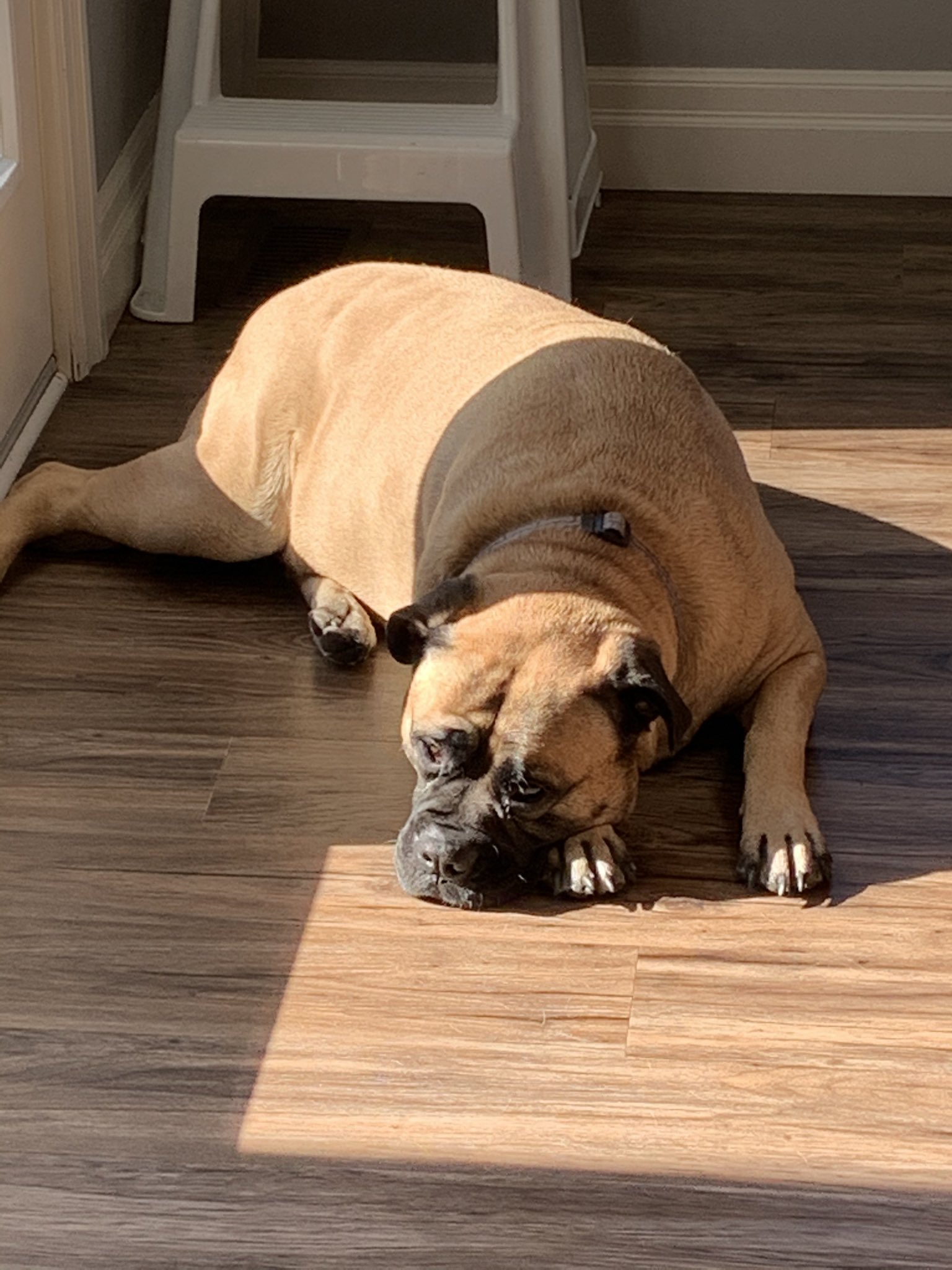 A Dog That Looks Like A Loaf Of Bread